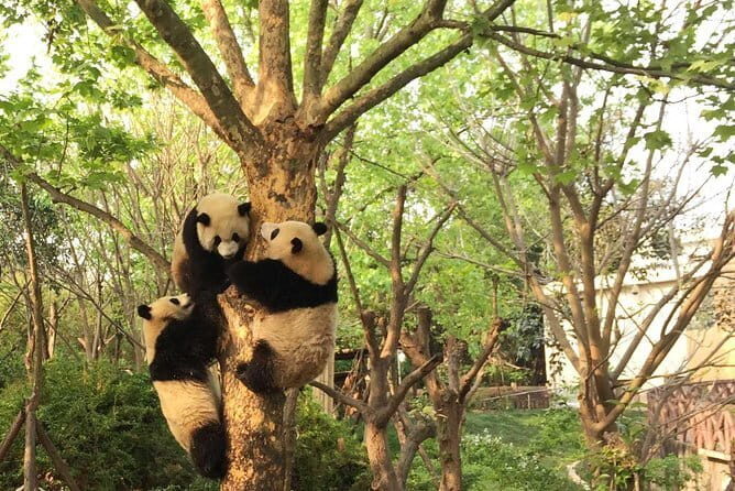 Dujiangyan Panda Base and Mt.Qingcheng one day private tour - Who Might Want to Know More