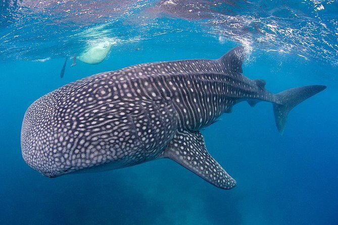 Dumaguete Oslob Whaleshark Tour - Transportation, Costs, and Practicalities