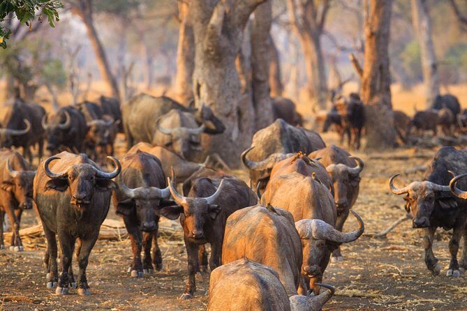 Durban: Big 5 Luxury Safari at an Award Winning Game Reserve  Zeiss Binoculars - What’s Included & What’s Not