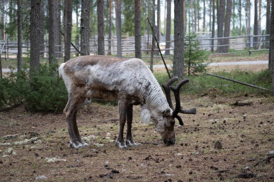 E-FATBIKE TRIP TO THE REINDEER FARM - Why This Tour Works for You