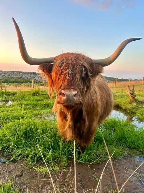 Edinburgh: Highland Cow, Blackness Castle, and Cake Tour - Blackness Castle: A Fortress with a View
