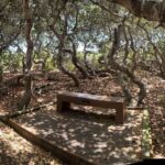 Elfin Forest Nature Tour with Local Sweet and Savory Tasting - The Snacking Portion: Local Flavors with a View