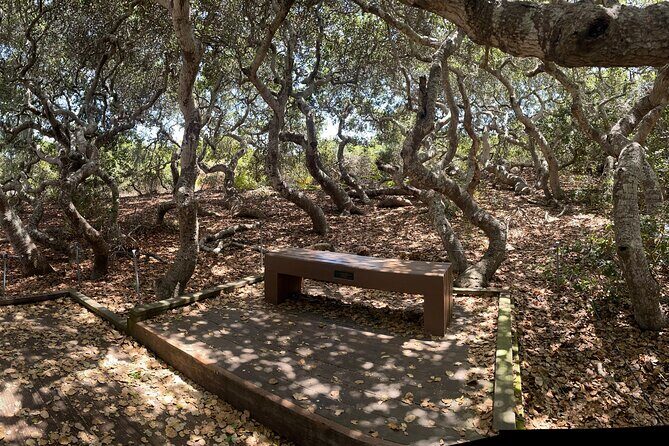 Elfin Forest Nature Tour with Local Sweet and Savory Tasting - The Snacking Portion: Local Flavors with a View