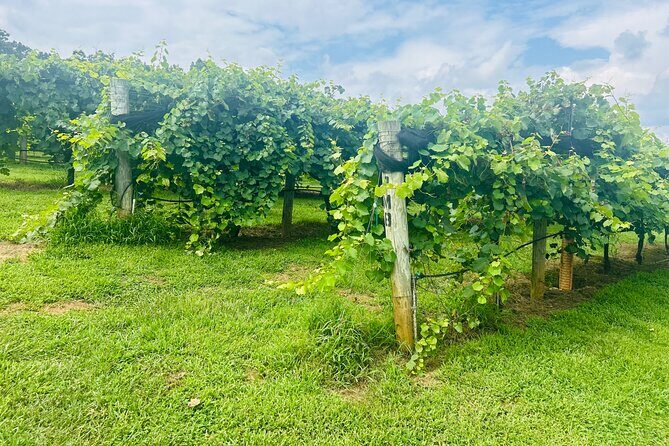 Elijay Three Vineyards Private Wine Tasting Tour from Atlanta - What You Should Know Before Booking