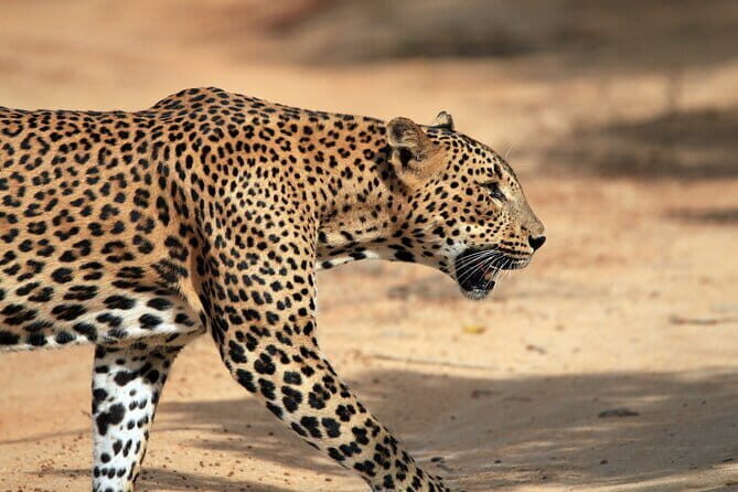 Ella to Galle / Unawatuna / Talpe Transfers - Price & Value
