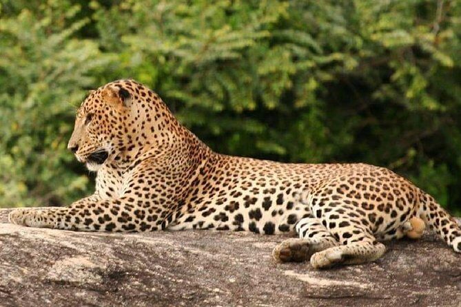 Evening Private Tour Safari at Yala National Park - FAQ