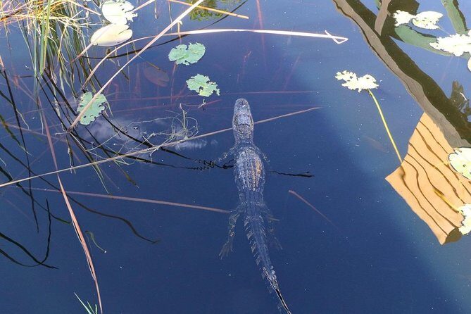 Everglades Airboat Safari Adventure with Transportation - Final Thoughts: Is It Worth It?