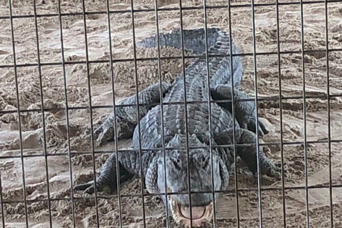 Everglades Alligator Airboat Adventure from Miami - Authentic Experiences and Traveler Feedback