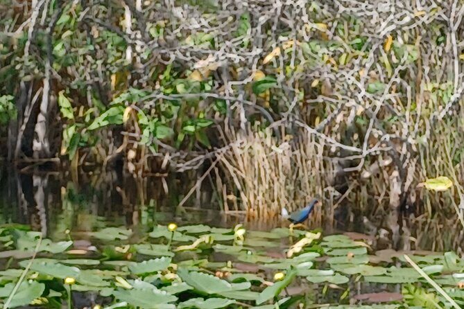 Everglades Eco Airboat Tour with Private Luxury Transportation - Analyzing the Value