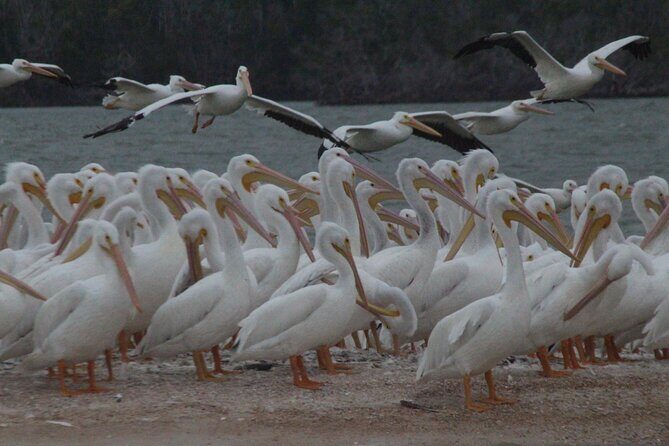 Everglades National Park Small Group Guided Boating and Walking Expedition - Who Will Love This Tour?