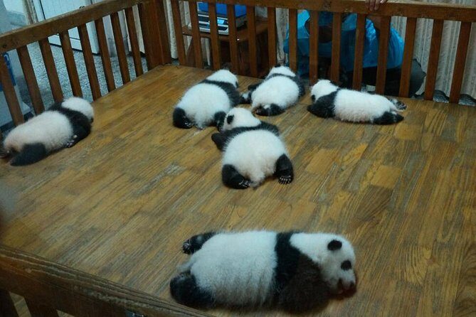 Everything Panda Private Day Tour in Chengdu - A Detailed Breakdown of the Itinerary