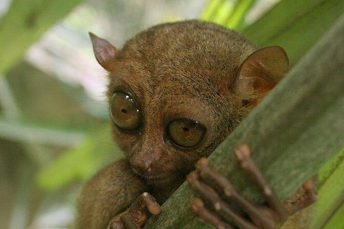 Exclusive Bohol,Philippines Chocolate Hills-Tarsier Tour - What Travelers Say