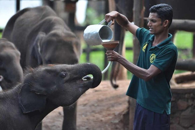 Exclusive : Udawalawe Safari & Elephant Transit Visit with Lunch - What This Tour Means for You