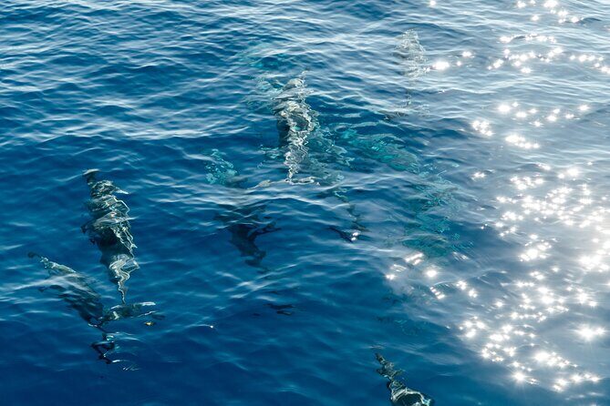 Exclusive Waikiki Yacht Snorkel with Lunch and Bevs - Who Should Consider This Tour?