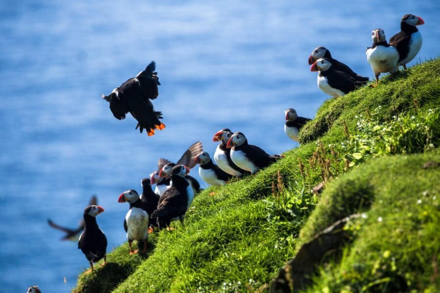 Exclusive Westman Islands Adventure - A Private Day Tour - What Makes This Tour Truly Special?