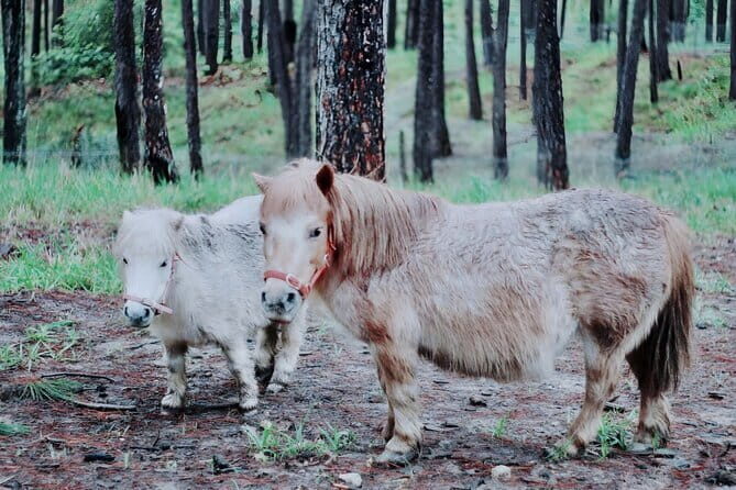 Excursion Da Lat Zoo Doo Tour - Practical Details: What Does the Tour Include?