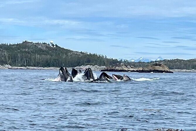 Experience Local Marine Wildlife Tour - The Guides and Their Local Knowledge