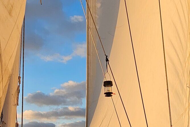 Experience Oceanside Sailing with Whales and dolphins! - Watching the Marine Life