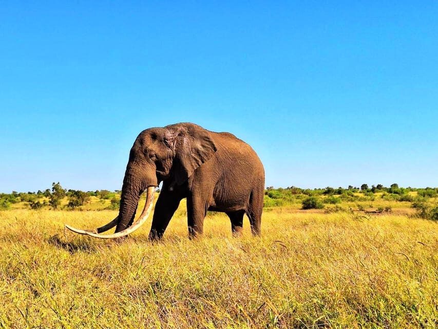 Explore Kruger Park & Sabi Sands for 4 Days & 3 Nights - What’s Included and What to Consider