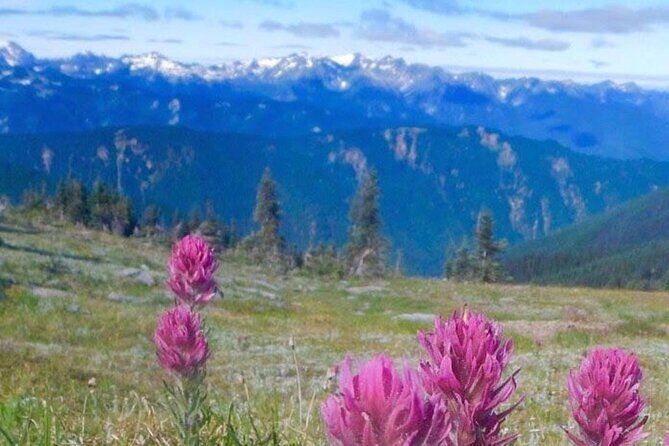 Explore Olympic National Park from Seattle through Van /Ferry - What the Tour Gets Right