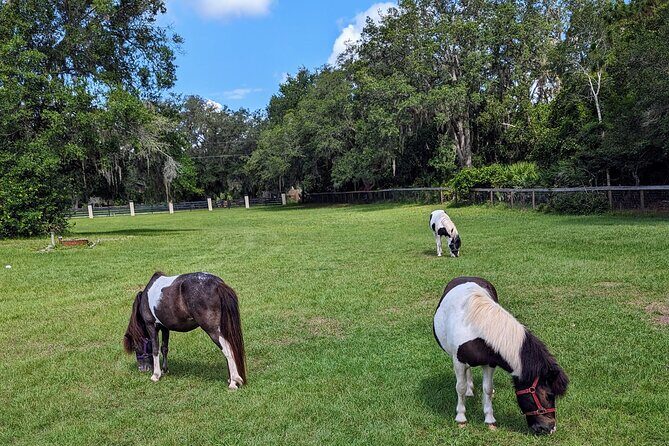 Farm Experience with Ponies, Bunnies, Chickens and Goats - FAQ