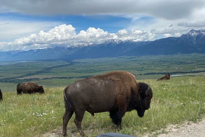Flathead Lake & Bison Range Scenic Driving Tour - What Travelers Say: Authentic Experiences and Practical Notes