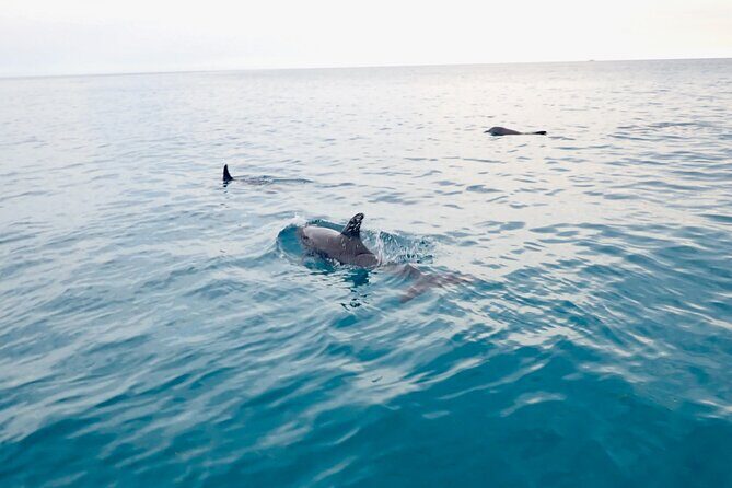 Florida Keys Backcountry Eco Tour from Big Pine Key - Who Should Consider This Tour?