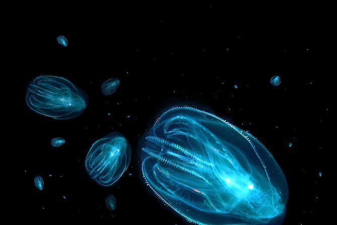 Florida Sunset and Bioluminescence Package - Who Should Consider This Tour?