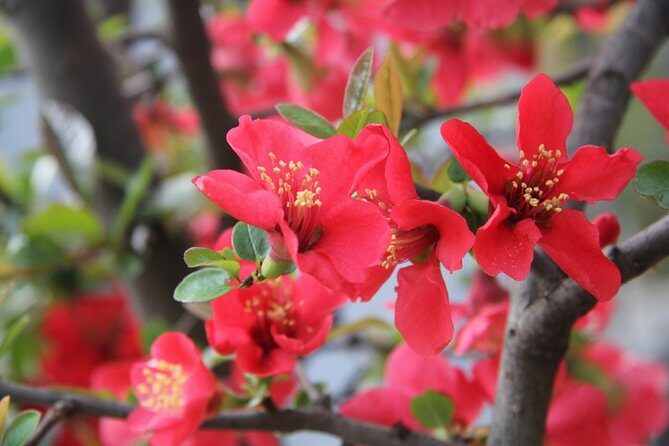 Flower day-trip in Beijing Olympic Forest Park - What Travelers Can Expect