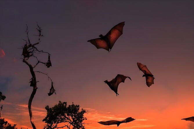 Flying Fox Island Sunset Cruise Private Boat Charter Labuan Bajo - Why This Tour Is Worth Considering