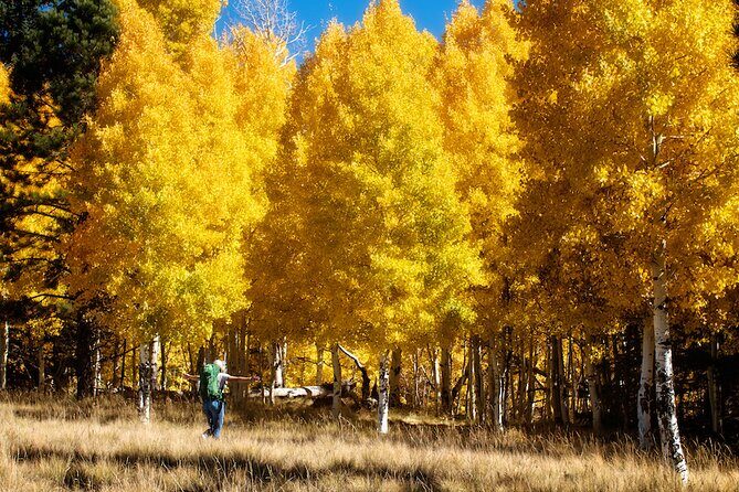Forest Bathing and Meditation on Mt Lemmon - The Value of This Tour