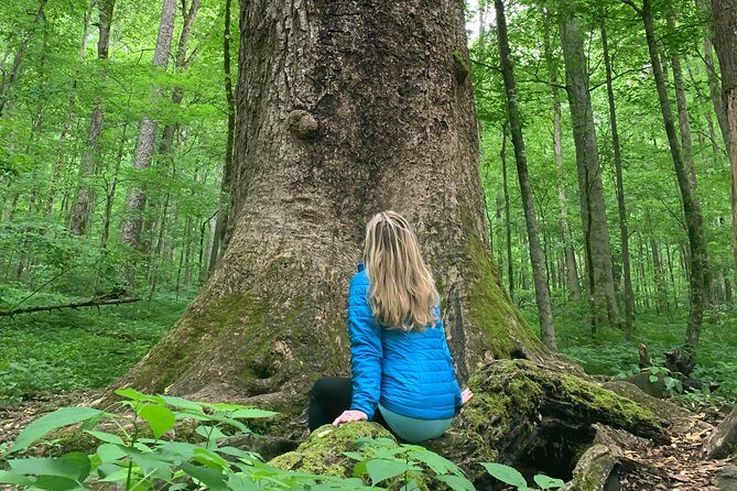 Forest Bathing & Nature Therapy Walk - Introducing the Forest Bathing & Nature Therapy Walk in Asheville