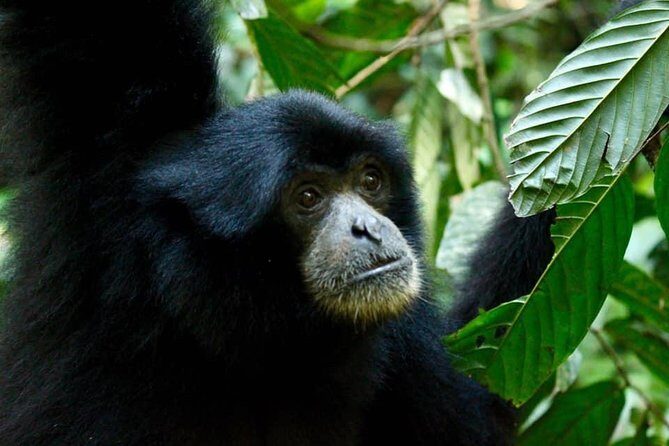 Four days orangutans adventure in Gunung Leuser - Is This Tour Right for You?