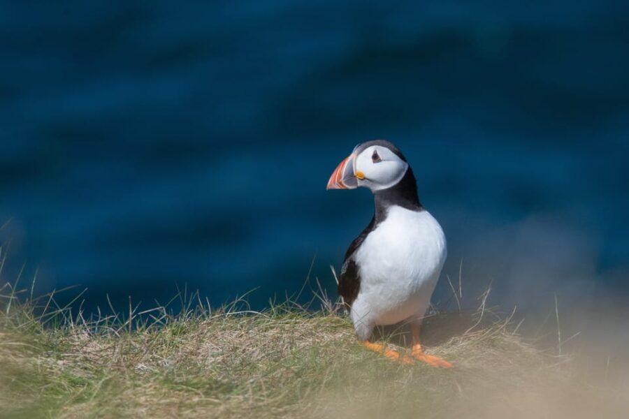 From Aberdeen: North East Coastal Trail Small-Group Tour - Itinerary Breakdown: What You Can Expect