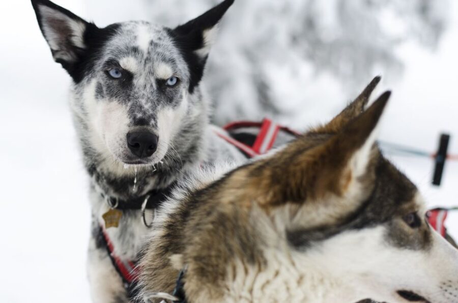 From Abisko: Dog Sledding Excursion to Kiruna with Fika - Midway Break at the Arctic Wilderness Camp