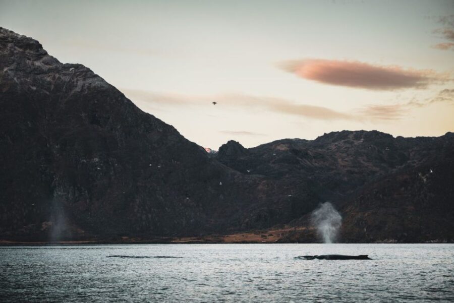 From Alta: Small Group Whale Watching by RIB - Why This Tour Stands Out