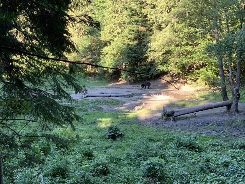 From Brasov: Bear Watching in the Wild - Is It Worth the Price?