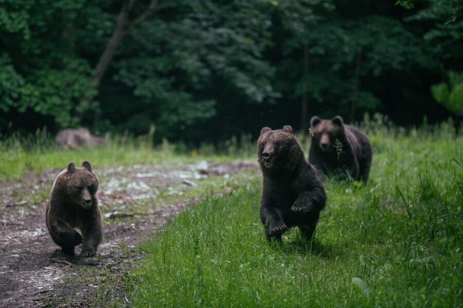 From Brasov: Brown Bear Watching in the Carpathian Mountains - What You’ll See and Experience