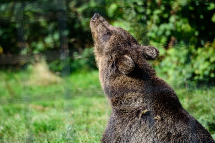 From Bucharest: Bear Sanctuary and Dracula Castle Day Tour - Authentic Experiences and Authentic Value