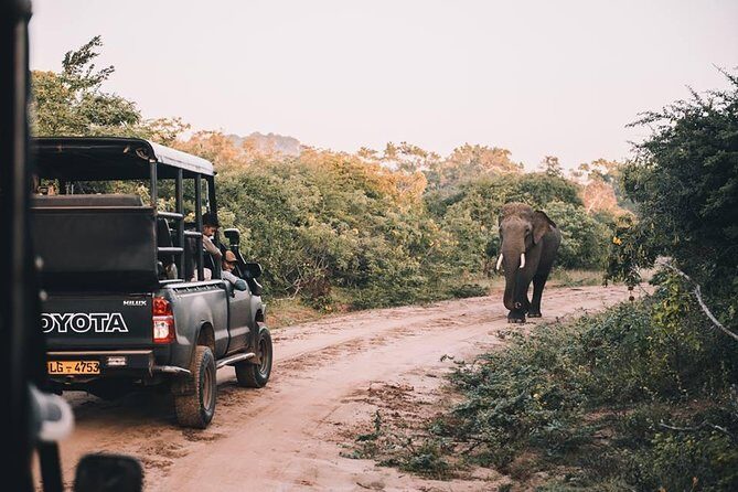From Colombo: Udawalawa National Park Wildlife Safari - The Practicalities and Value