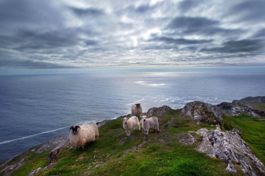 From Cork: Guided Full-Day West Cork to Mizen Head Tour - Transportation and Guide Quality