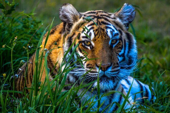From Delhi: 8 Day Tiger Safari and Golden Triangle Tour - Who Is This Tour Best For?
