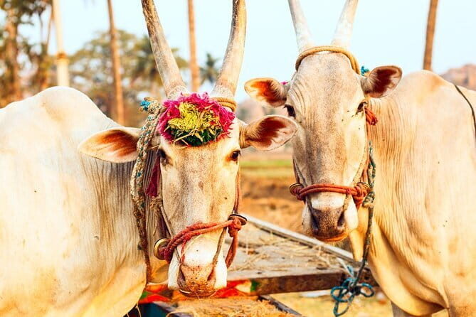 From Delhi: Private 4-Day Golden Triangle Luxury Tour - Insights from Travelers