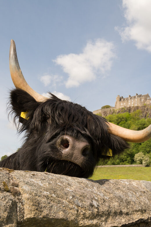 From Edinburgh: Loch Lomond, Stirling Castle & Kelpies Tour - What’s Included and What’s Not