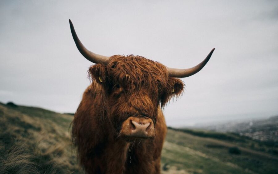 From Edinburgh: Scottish Highlands Full-Day Trip - What the Reviews Say