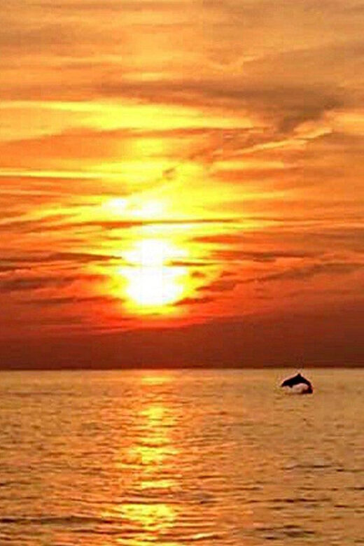 From Fazana: Dolphin watching sightseeing cruise at sunset - Is It Worth the Price?