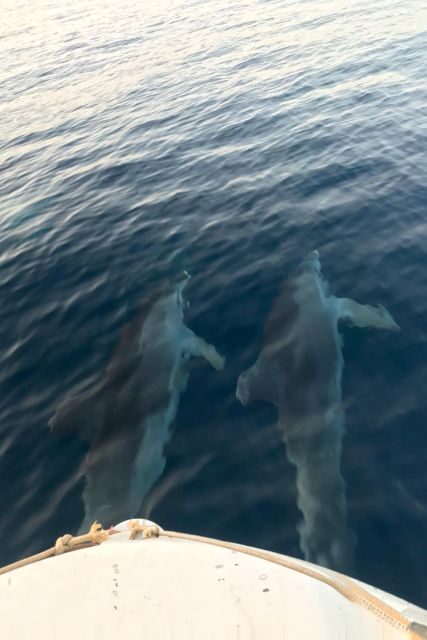 From Fazana: Private sunset dolphin tour - The Sum Up