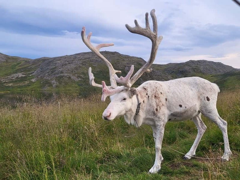 From Honningsvåg: North Cape and King Crabs Tour - How the Tour Comes Together: A Balance of Sights and Stories