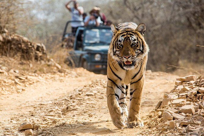 From Jaipur: Ranthambore Tiger Safari Private Day Tour - What’s Included and What’s Not