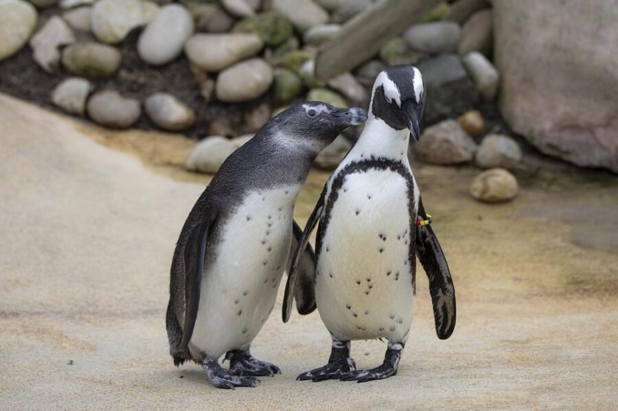 From Johannesburg: 12-Day Private Tour to Cape Town - Who Is This Tour Best Suited For?